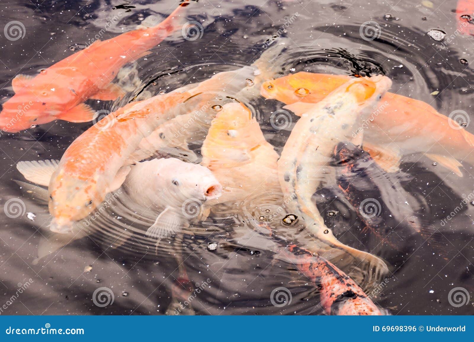 Carp Fish Texture Background Pattern Stock Photo - Image of pond, asia ...