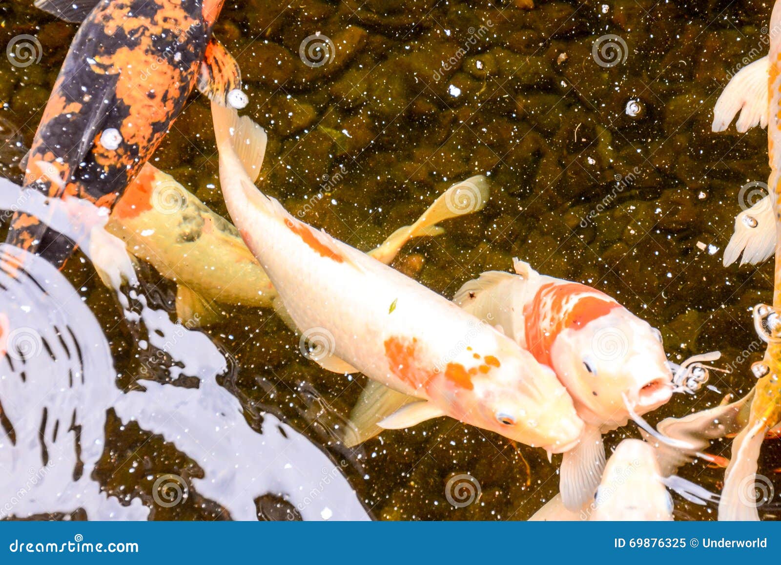 Carp Fish Texture Background Pattern Stock Image - Image of aquatic ...