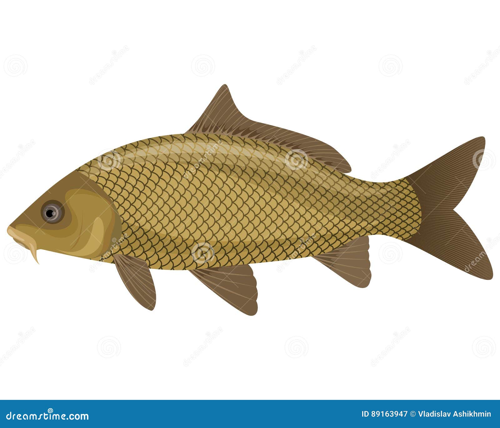 Carp fish stock vector. Illustration of swimming, biting - 89163947
