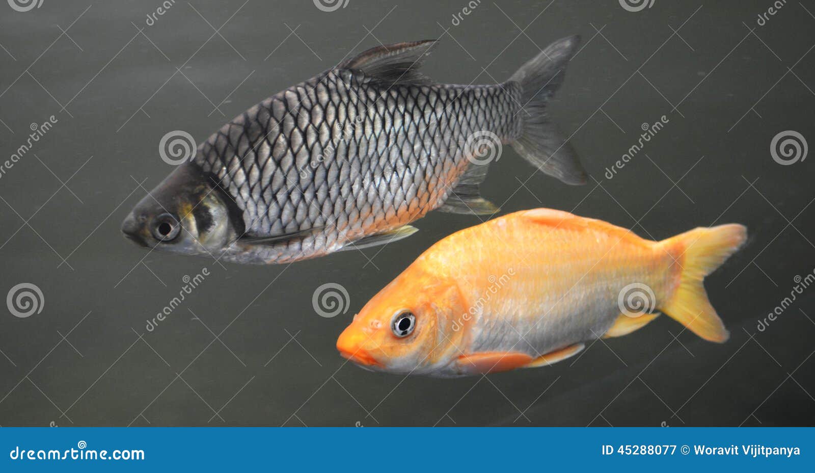 Carp fish stock image. Image of fauna, cyprinoid, freshwater - 45288077
