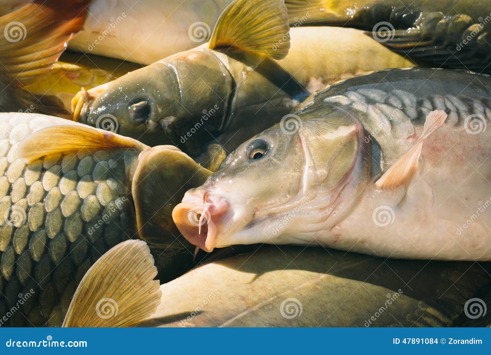Carp fishing stock photo. Image of cupid, fish, industrial - 47891084