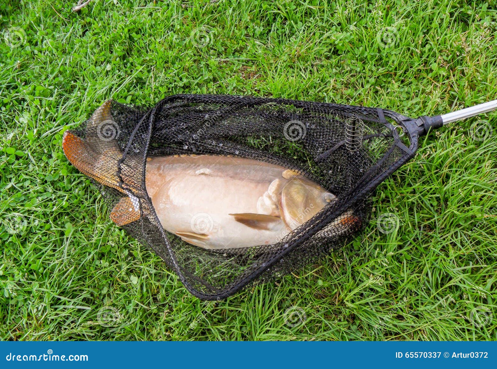 Carp in fishing net stock image. Image of sport, fishing - 65570337