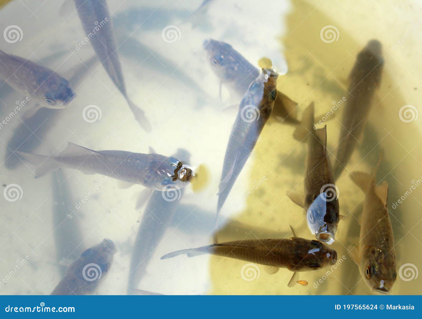 Carp fry under water stock photo. Image of flying, diver - 197565624