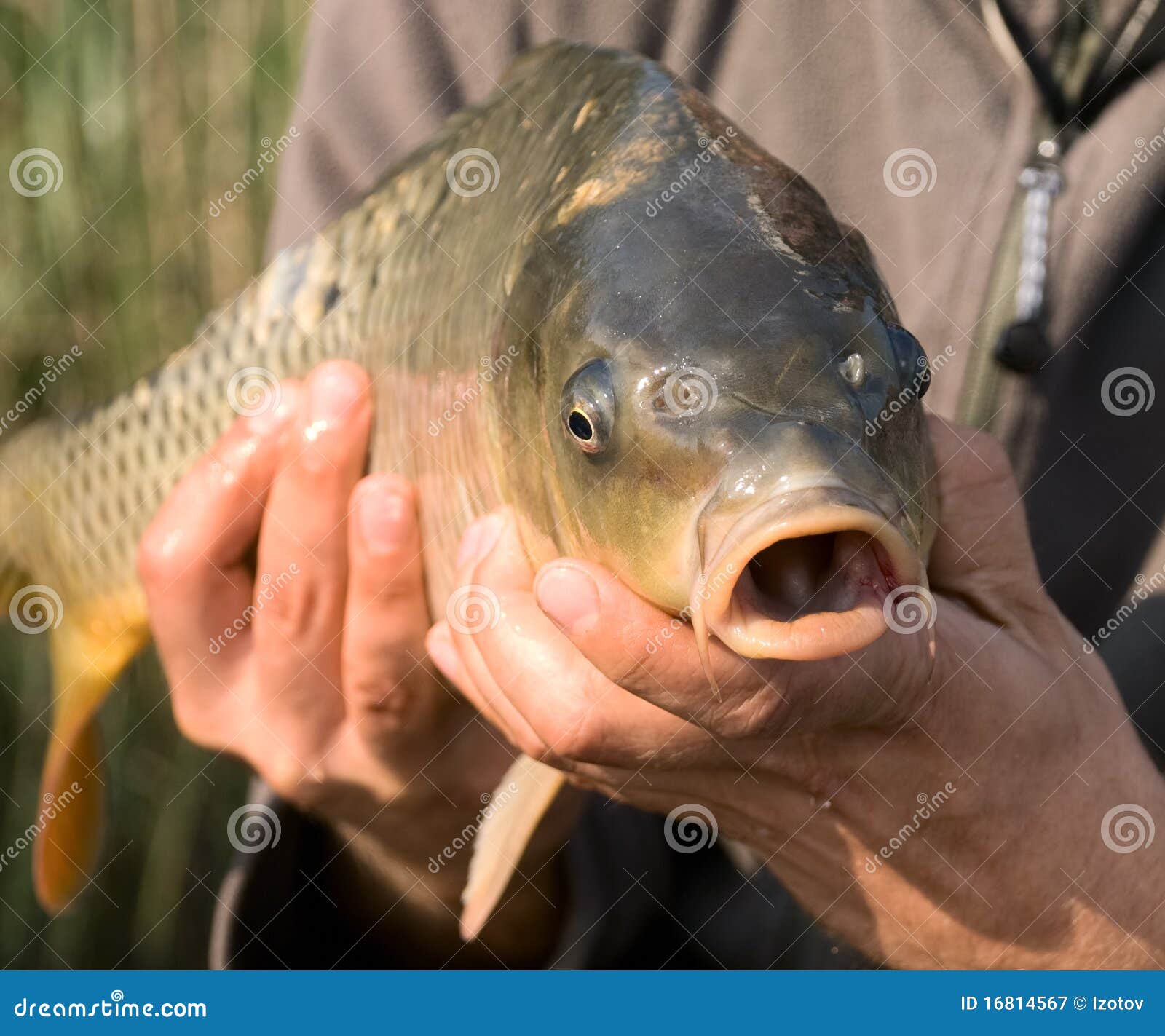 Carp in hand stock image. Image of food, sport, lake - 16814567