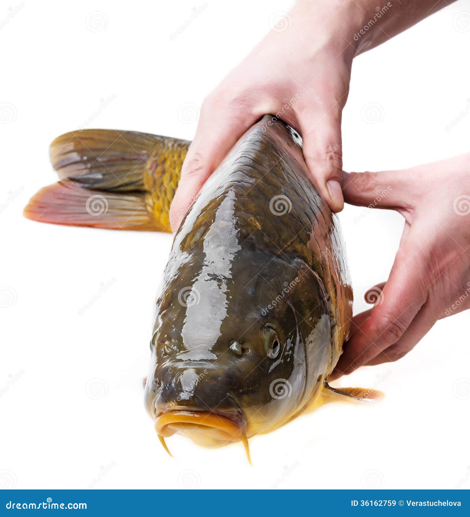 Carp and hands stock image. Image of natural, white, ingredient - 36162759