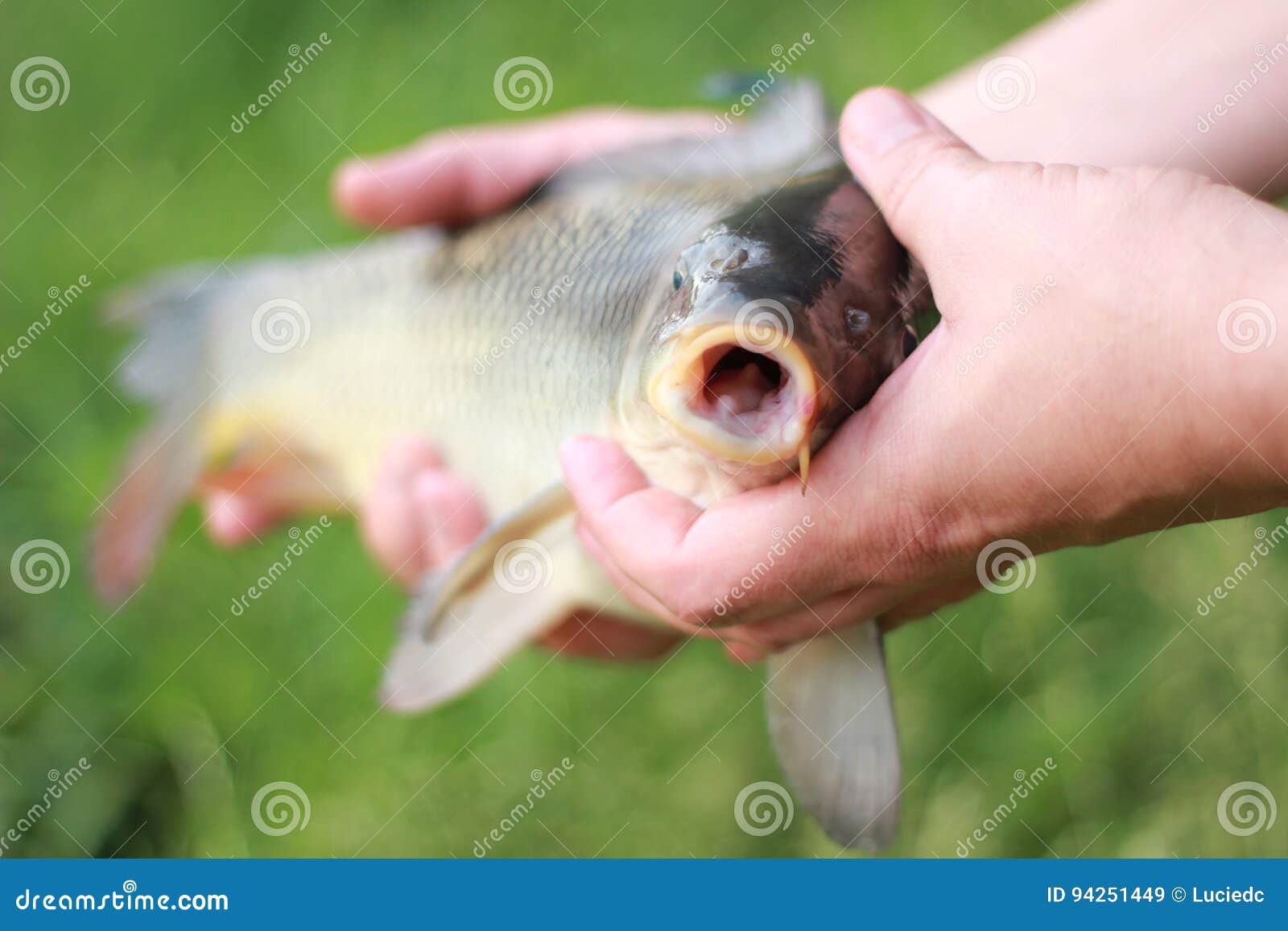 Carp stock image. Image of healthy, closeup, male, marsh - 94251449