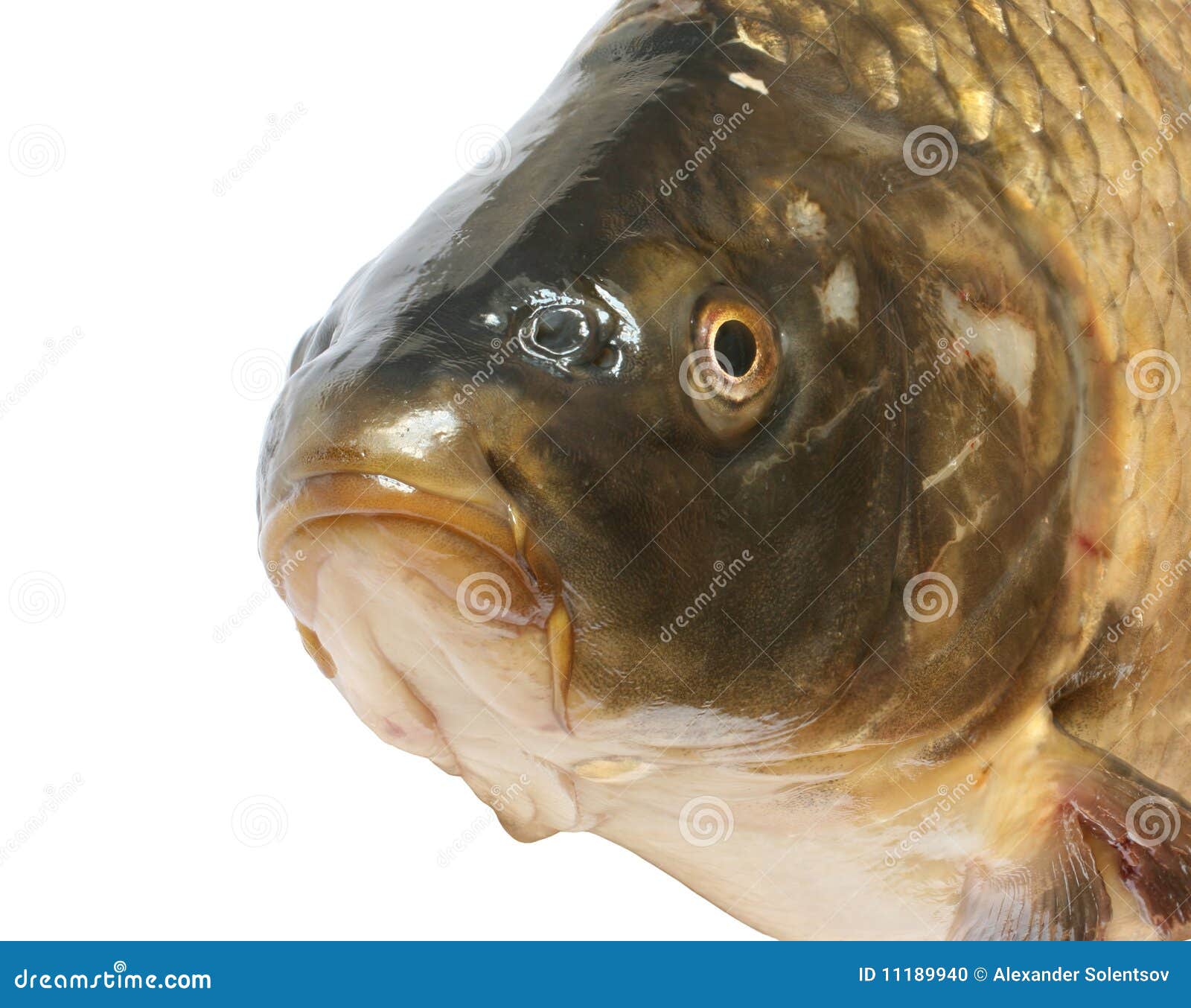 Carp head stock photo. Image of close, white, macro, fish - 11189940