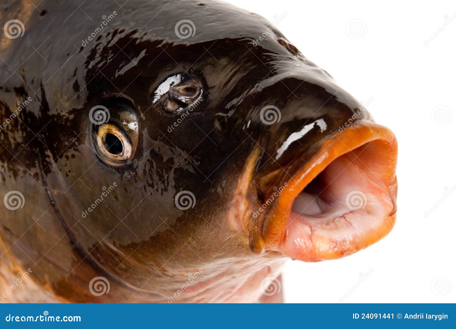 Carp head stock image. Image of nature, eyes, portion - 24091441