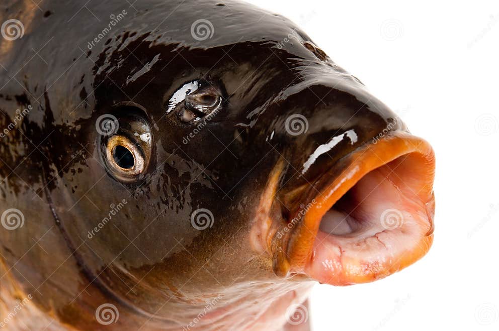 Carp head stock image. Image of nature, eyes, portion - 24091441