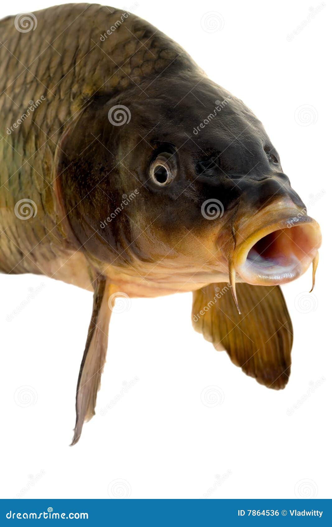 Carp head stock photo. Image of carp, kitchen, large, animal - 7864536