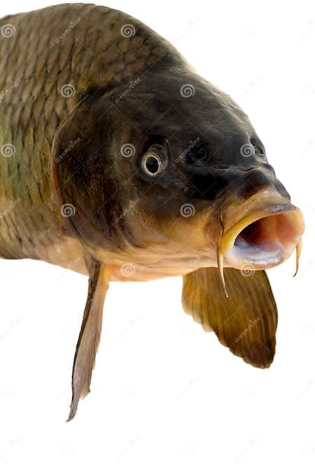 Carp head stock photo. Image of carp, kitchen, large, animal - 7864536