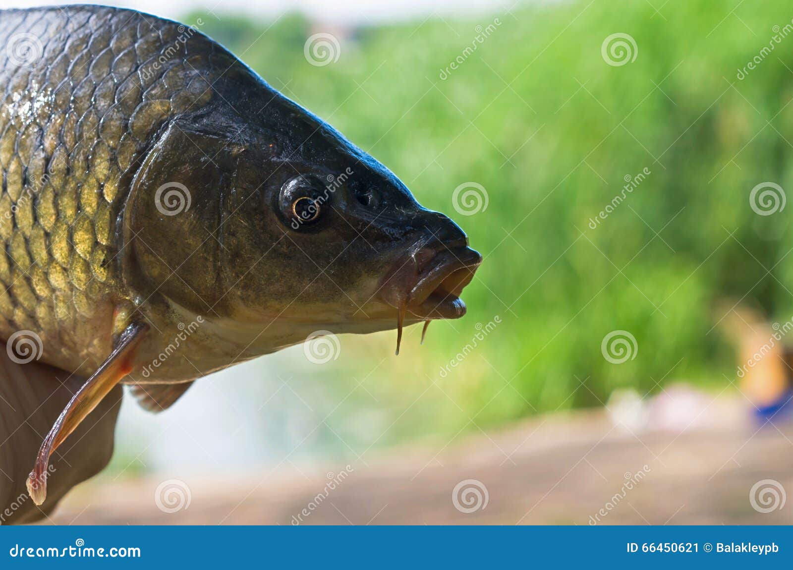 Carp stock image. Image of head, mustache, fish, nature - 66450621
