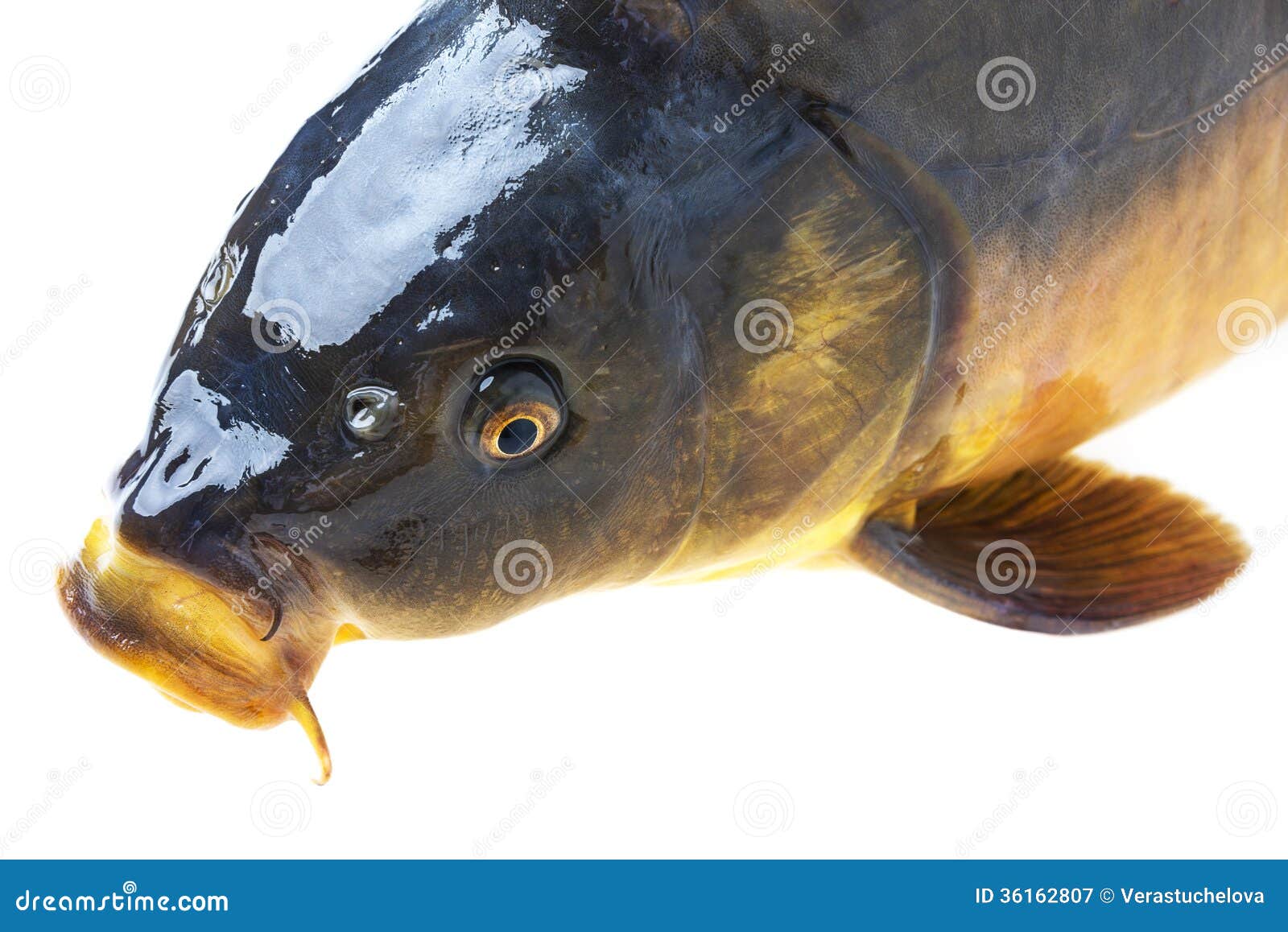 A carp head stock image. Image of closeup, hobby, carp - 36162807