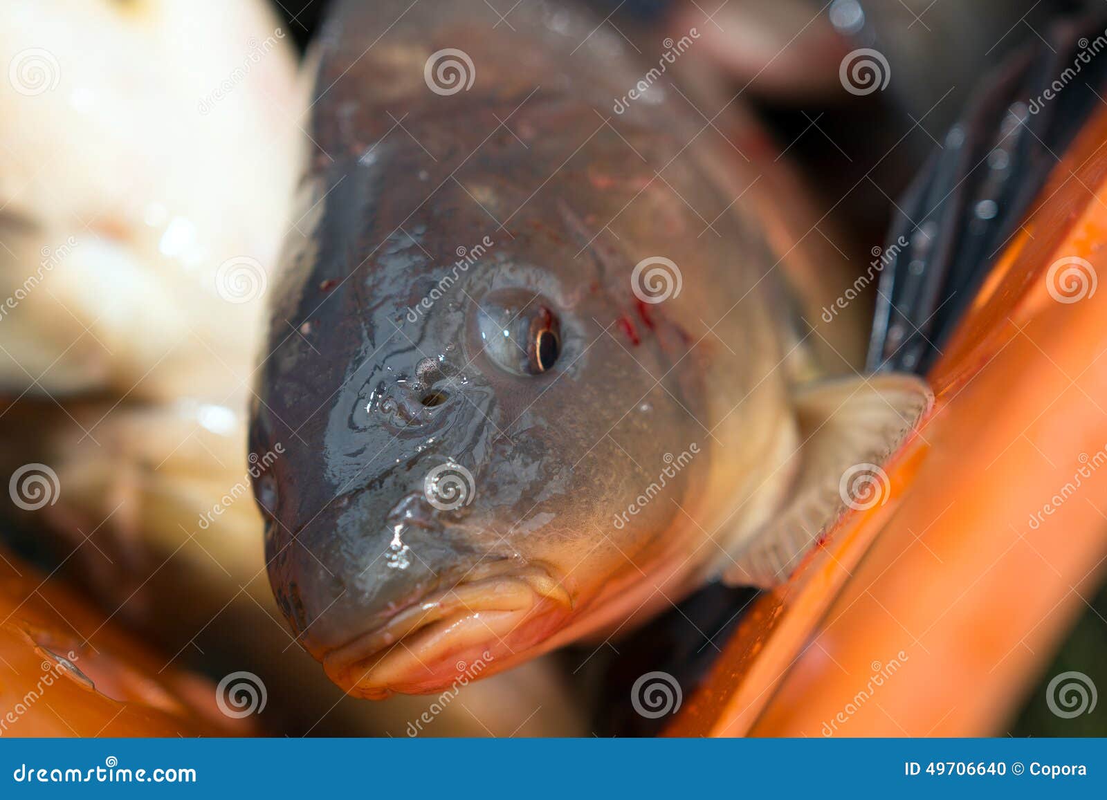 Carp head stock photo. Image of nature, fresh, animal - 49706640