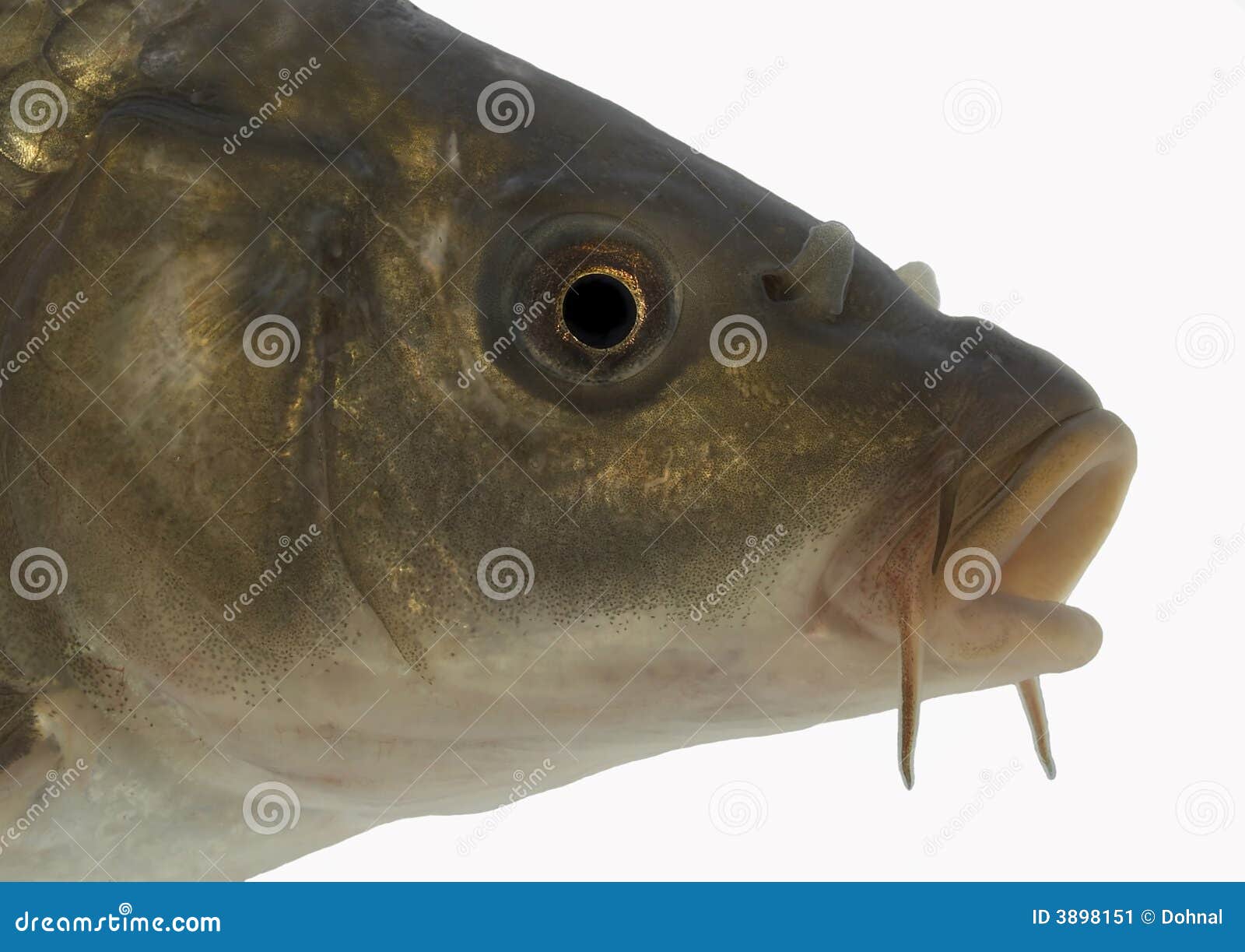 Carp head - isolated stock image. Image of cyprinus, head - 3898151