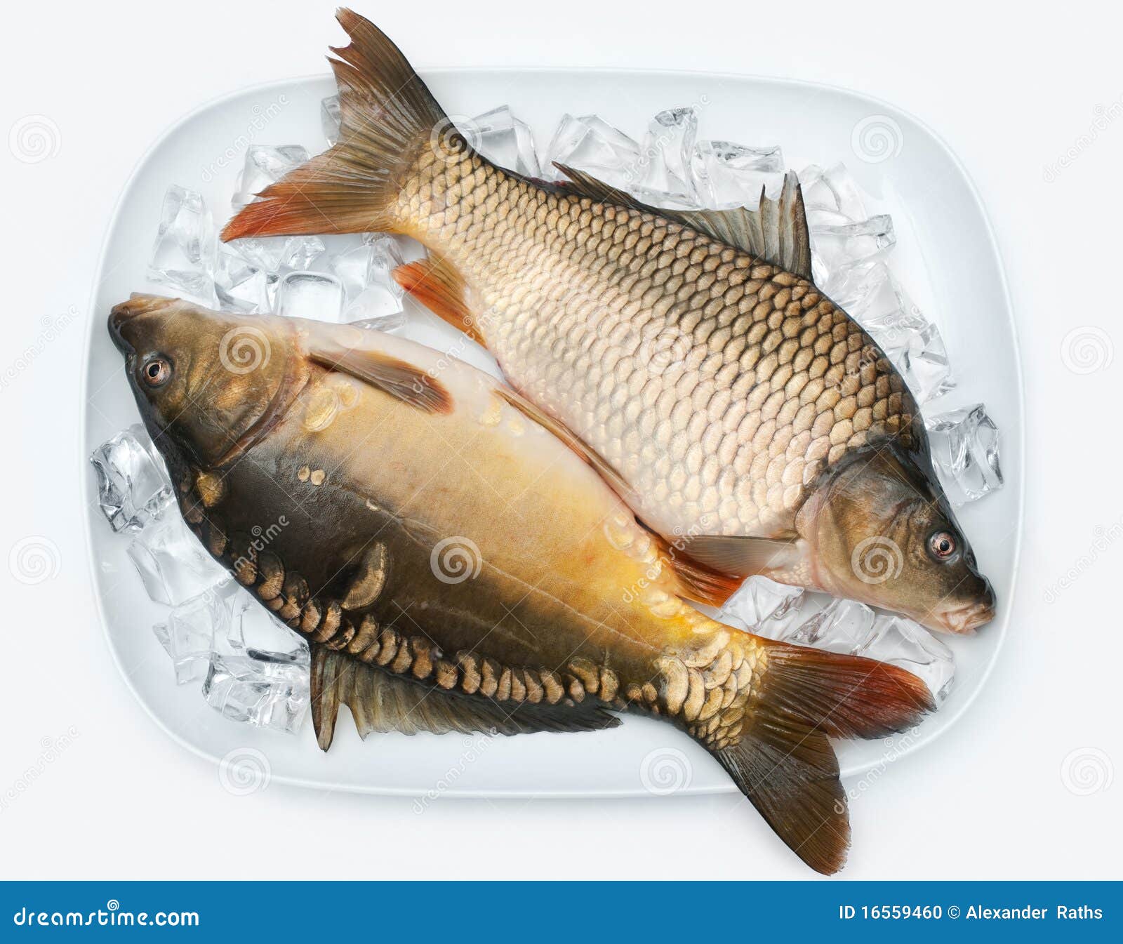 Carp on ice stock photo. Image of dinner, carp, nature - 16559460