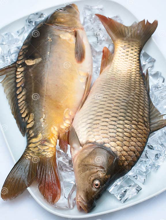 Carp on ice stock image. Image of healthy, freshwater - 16559487