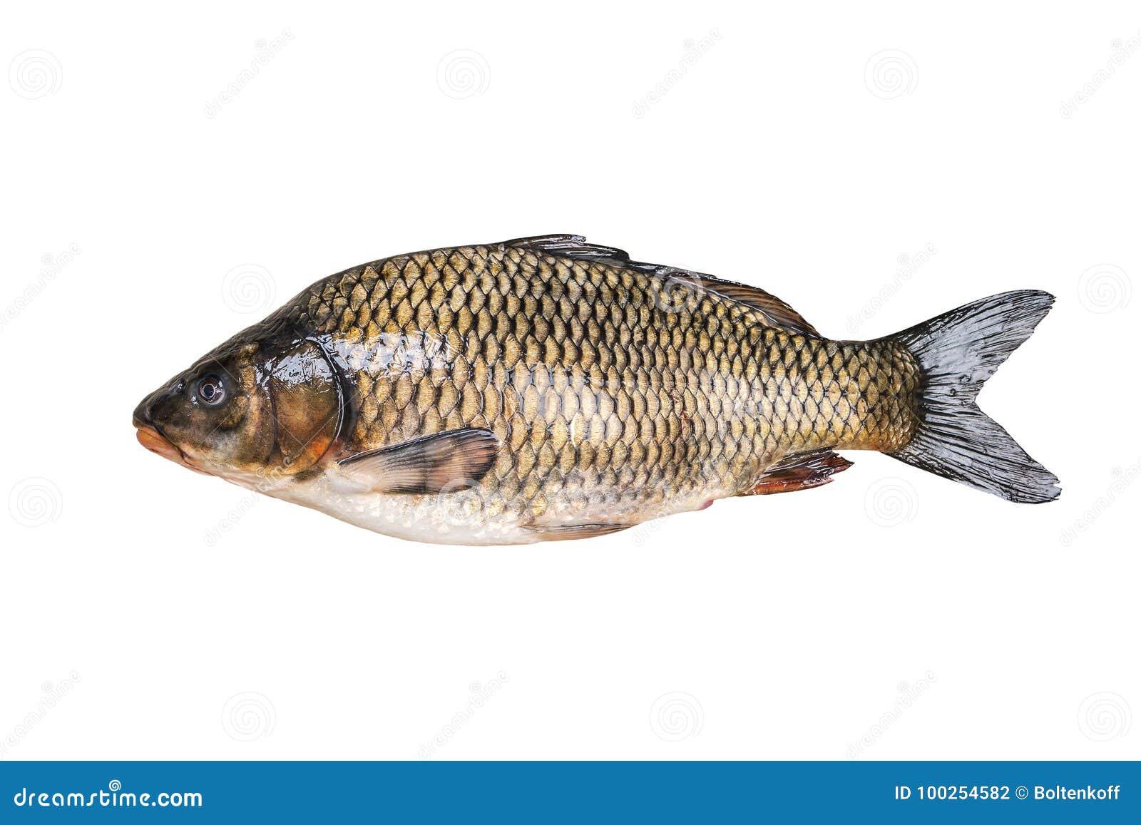 Carp isolated on white stock photo. Image of fresh, carp - 100254582