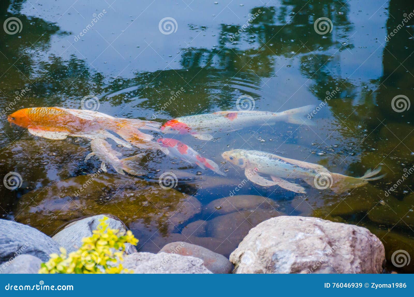 Carp Koi Fish Under the Water Stock Image - Image of lake, japanese ...