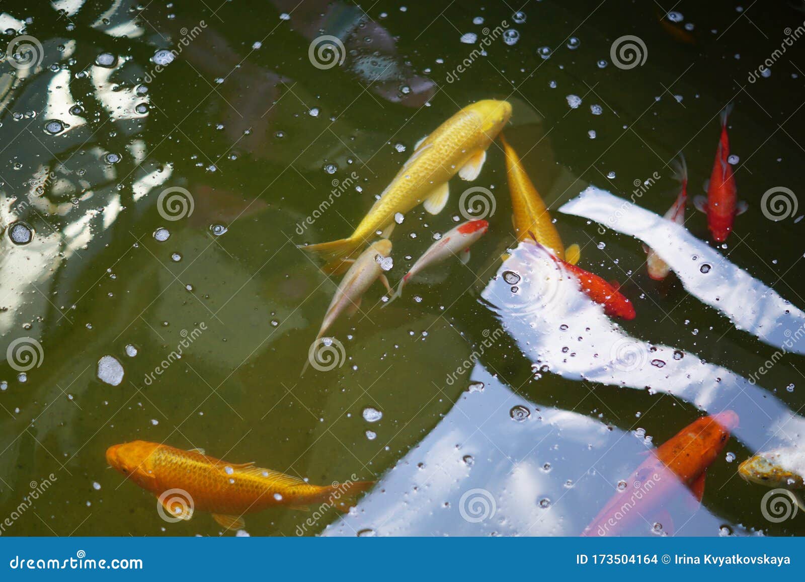 Carp Koi Swimming in the Pond. Top View Stock Photo - Image of pond ...