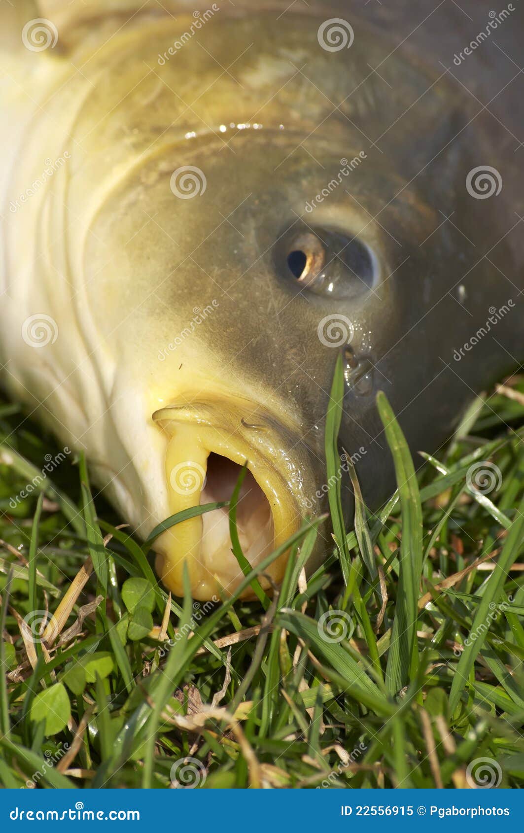 Carp from Lake Balaton stock image. Image of oriental - 22556915