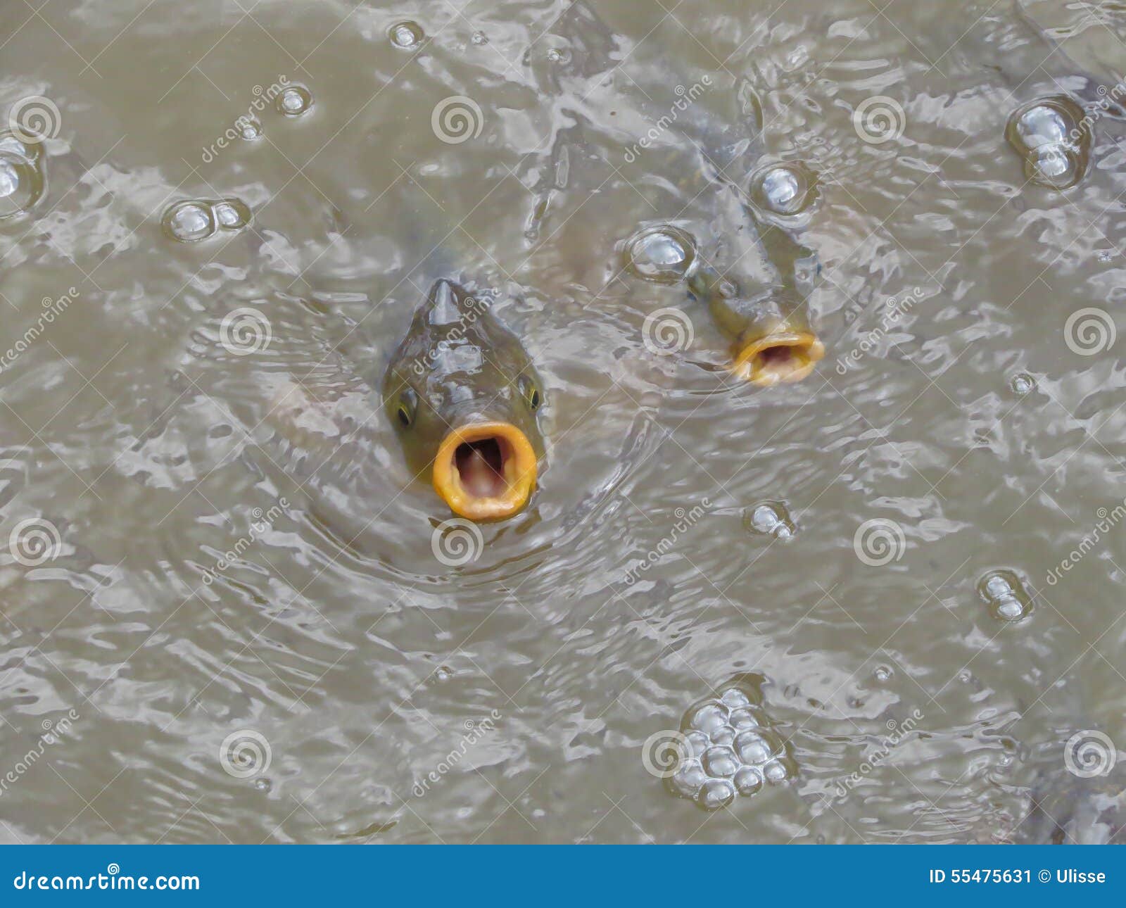 Carp lips stock image. Image of bass, ingredient, carp - 55475631