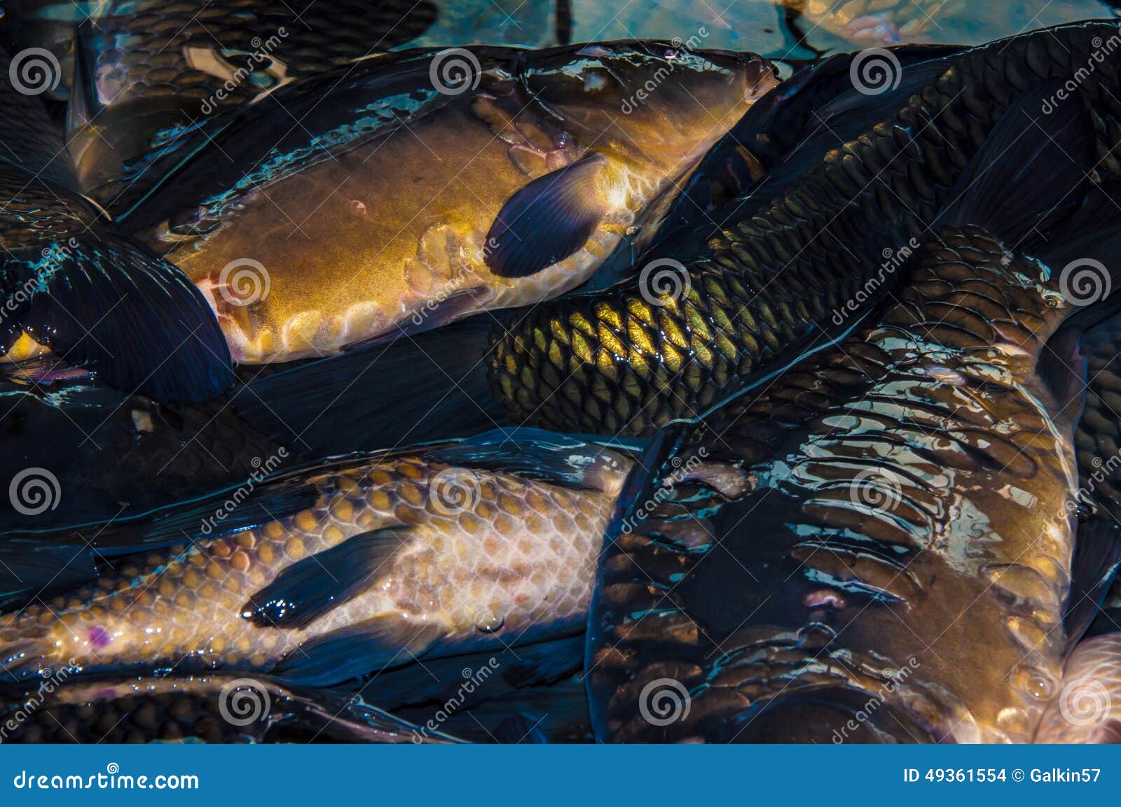 Carp live stock photo. Image of meal, prepared, dinner - 49361554