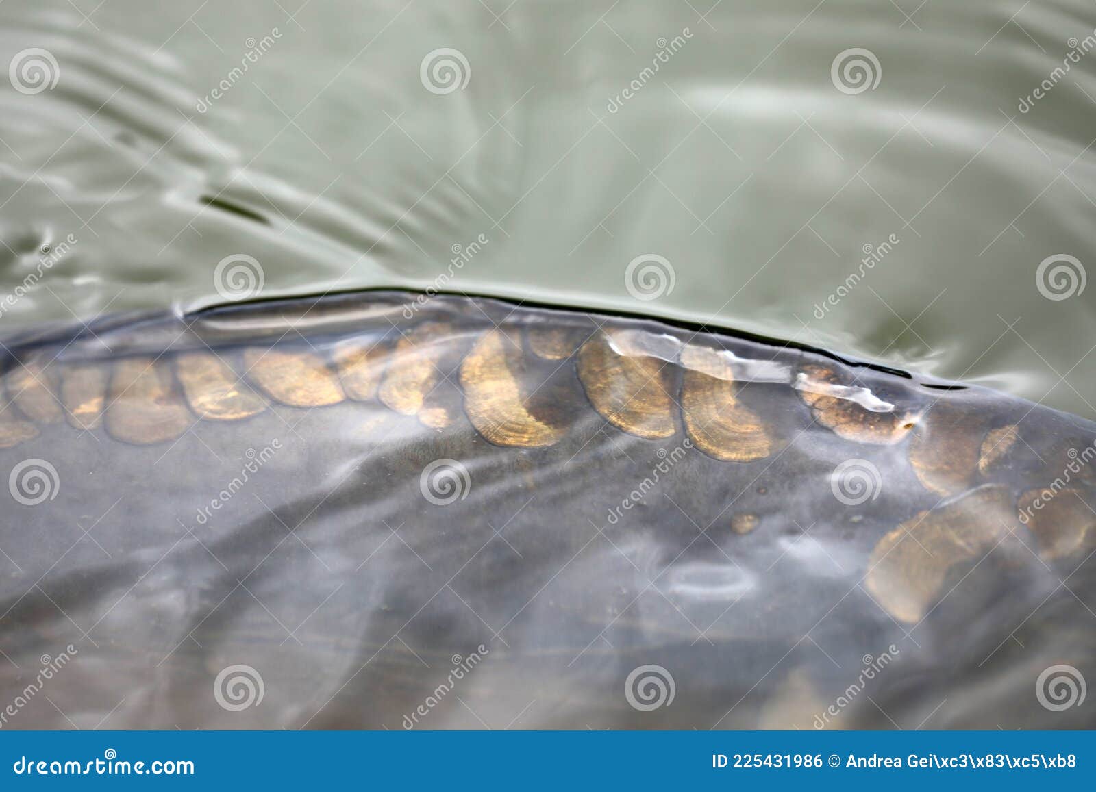 Carp Mirror Carp Fish Floating Stock Photo - Image of floating, fresh ...