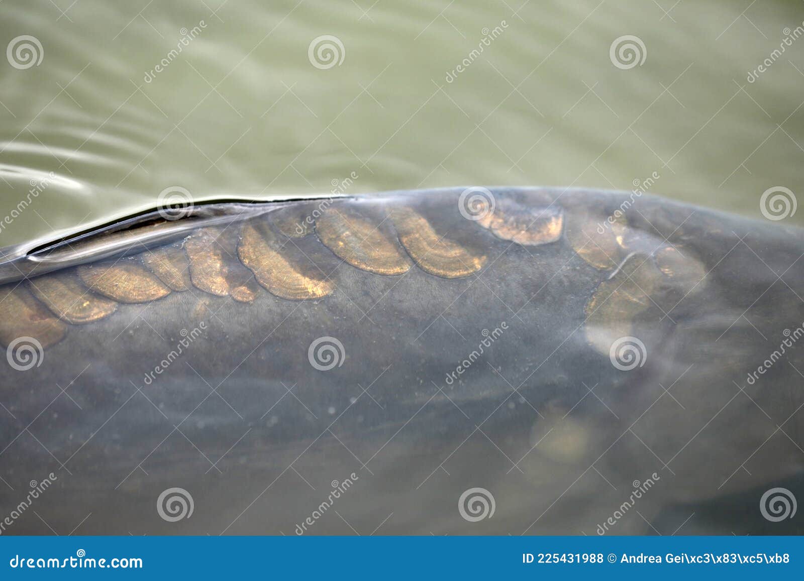 Carp Mirror Carp Fish Floating Stock Photo - Image of surface, swim ...