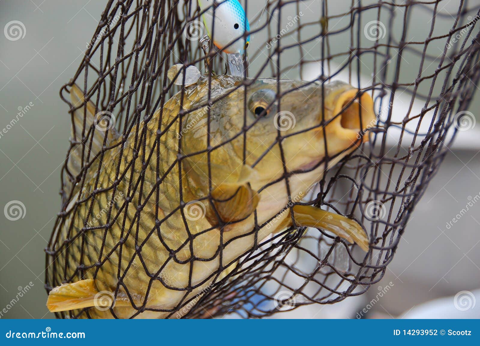 Carp in a net stock photo. Image of lure, hobby, face - 14293952