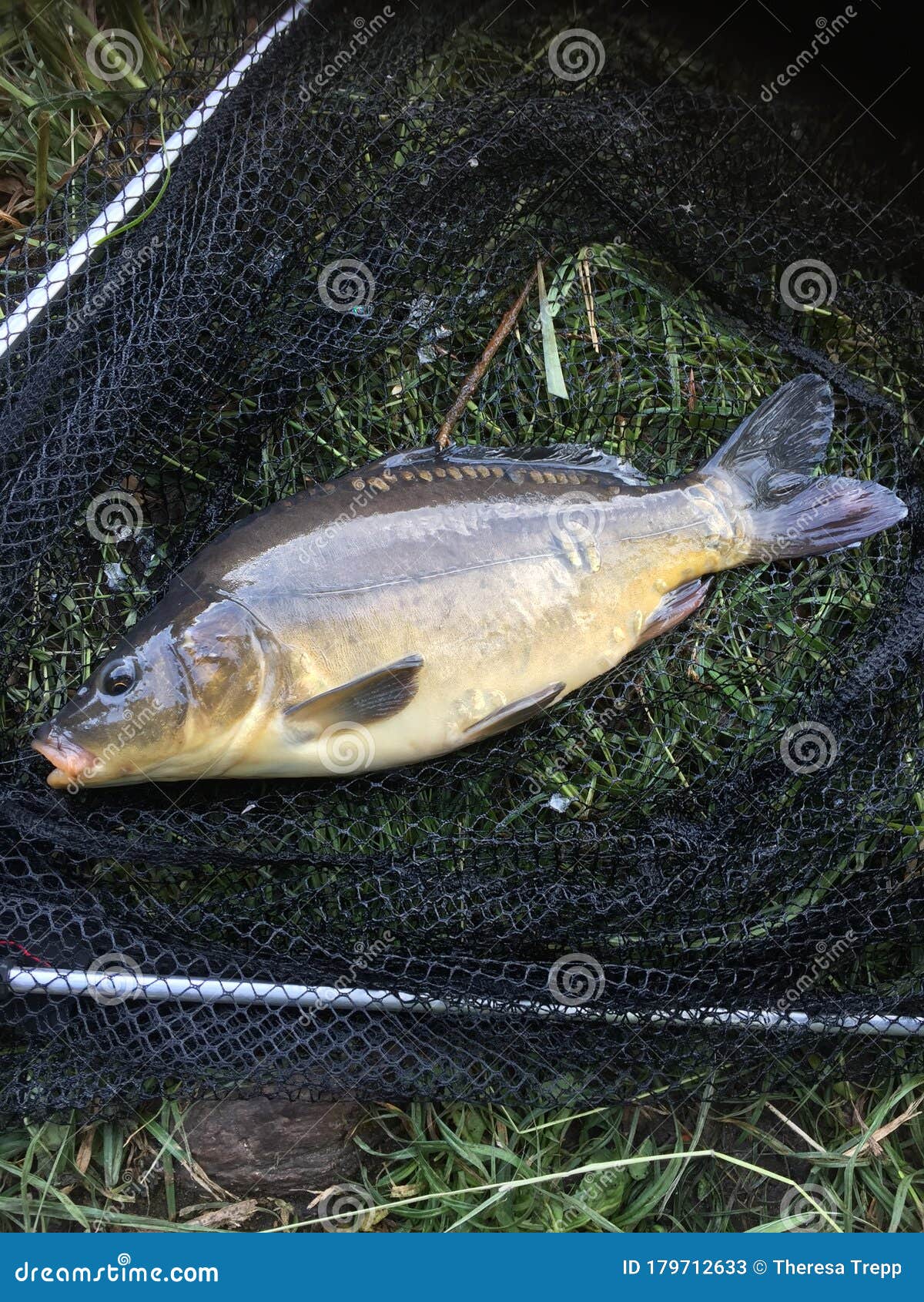 Carp in net stock image. Image of landingnet, fish, carp - 179712633