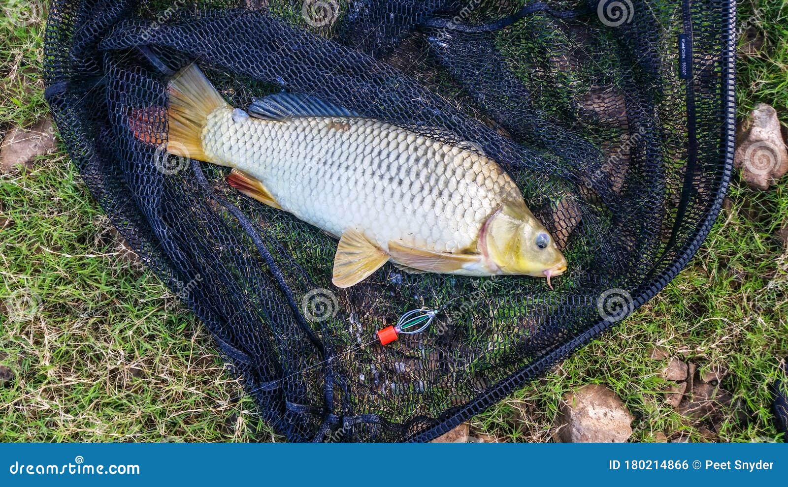 Carp in a net stock photo. Image of fish, carp, caught - 180214866