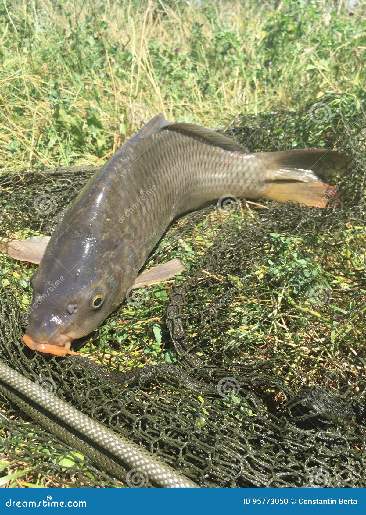 Carp stock photo. Image of nature, outdoor, gree, grass - 95773050