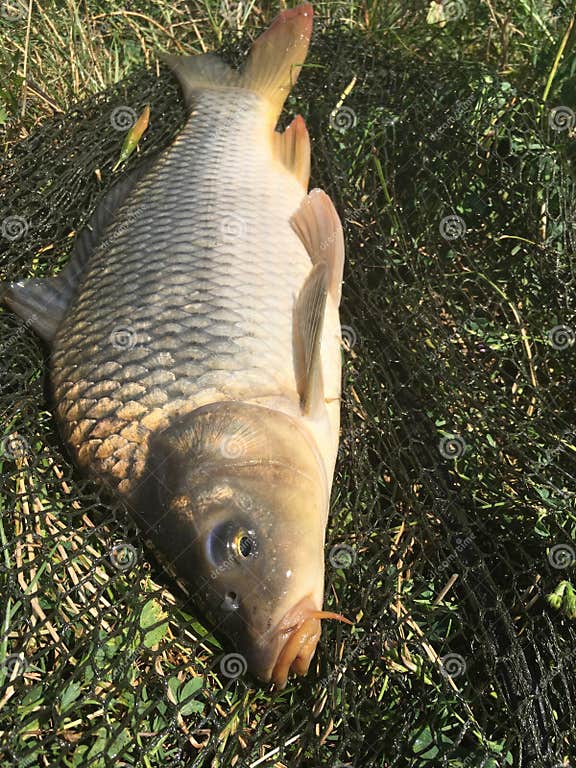 Carp stock image. Image of outdoor, green, carp, organism - 95773141