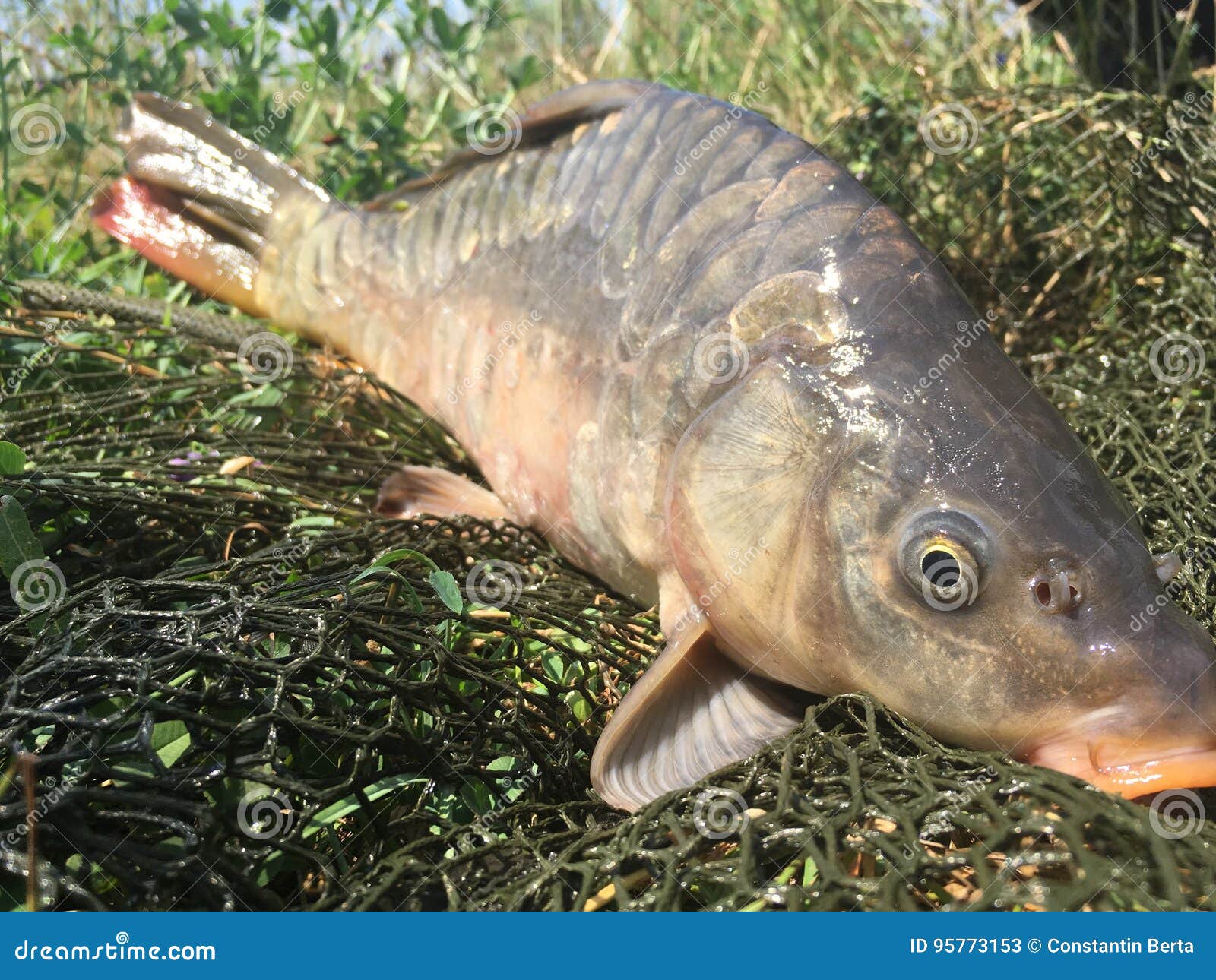 Carp stock image. Image of mirror, ecosystem, nature - 95773153