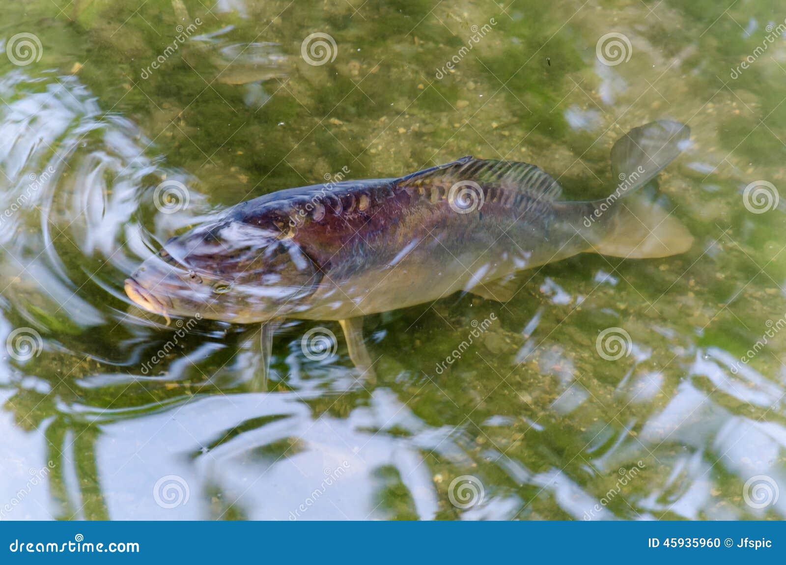 Carp, pond, fish, Koy stock photo. Image of hobby, elevated - 45935960