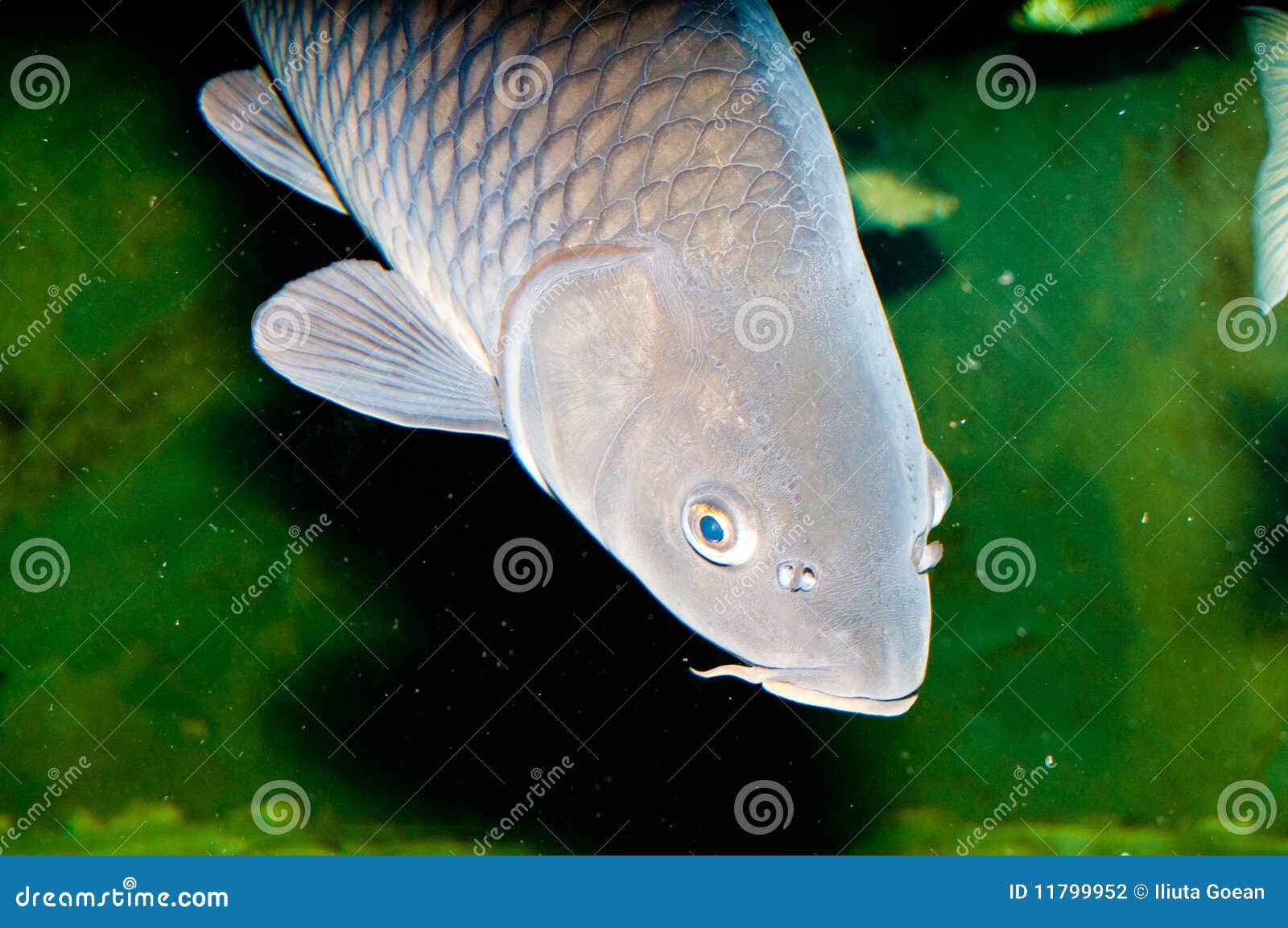 Carp portrait stock photo. Image of common, sport, fishing - 11799952