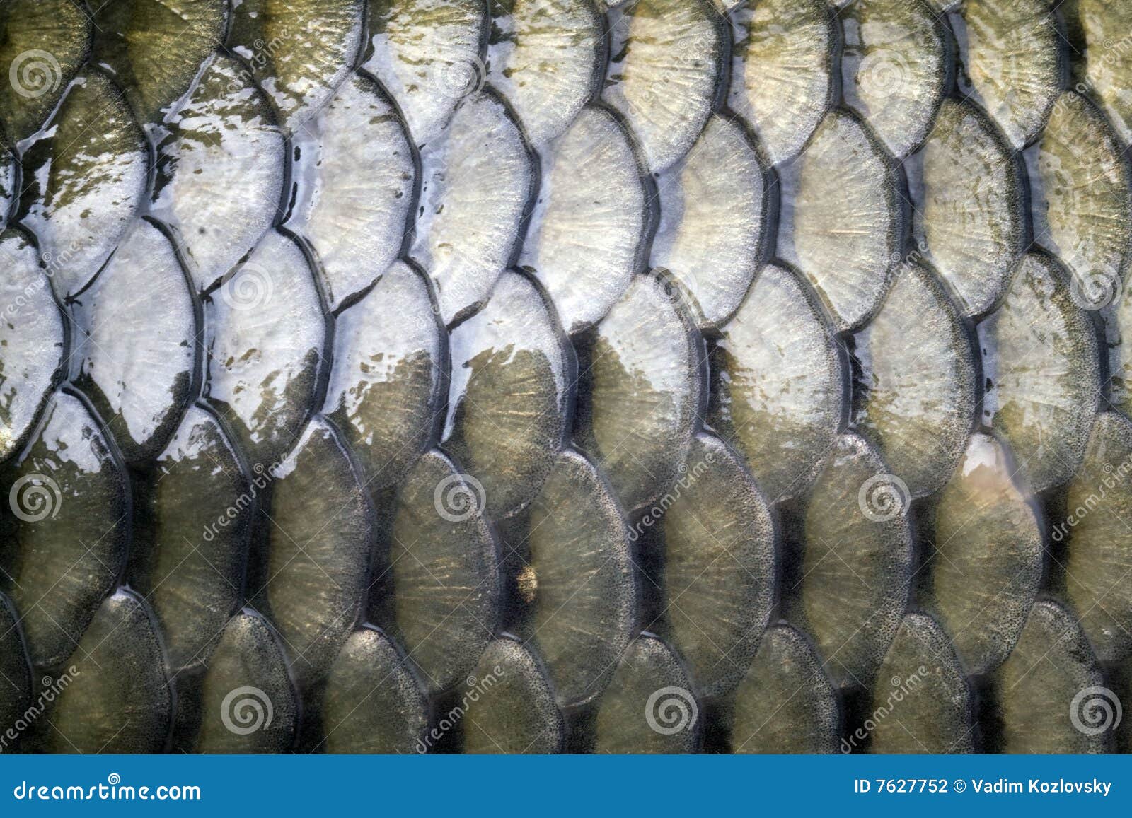 Carp s detail - scales stock photo. Image of sirloin, animal - 7627752