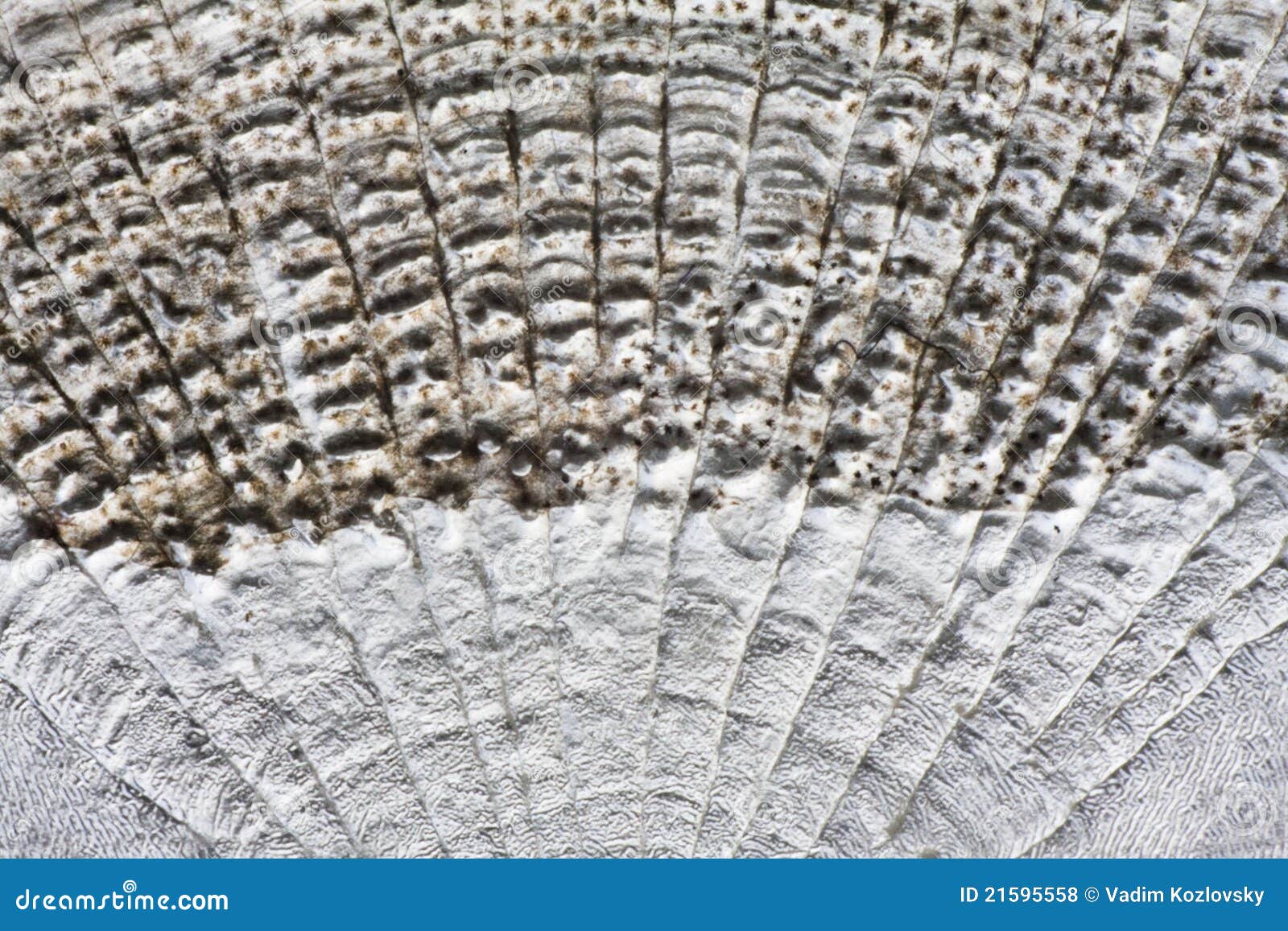 Carp scale stock photo. Image of fishing, seafood, cold - 21595558