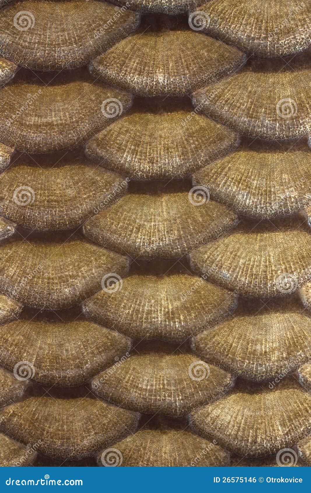 Carp scales stock photo. Image of cyan, shot, full, fighting - 26575146