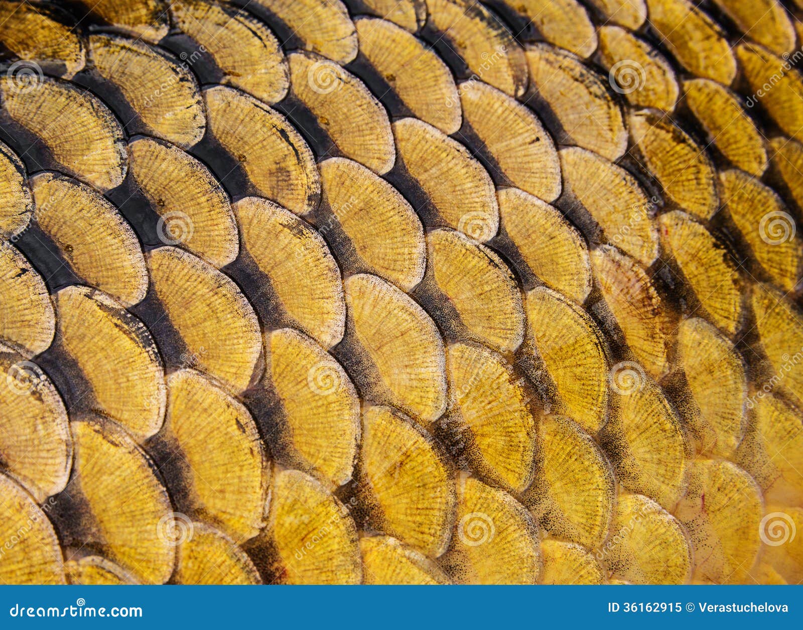 Carp scales stock image. Image of background, eating - 36162915