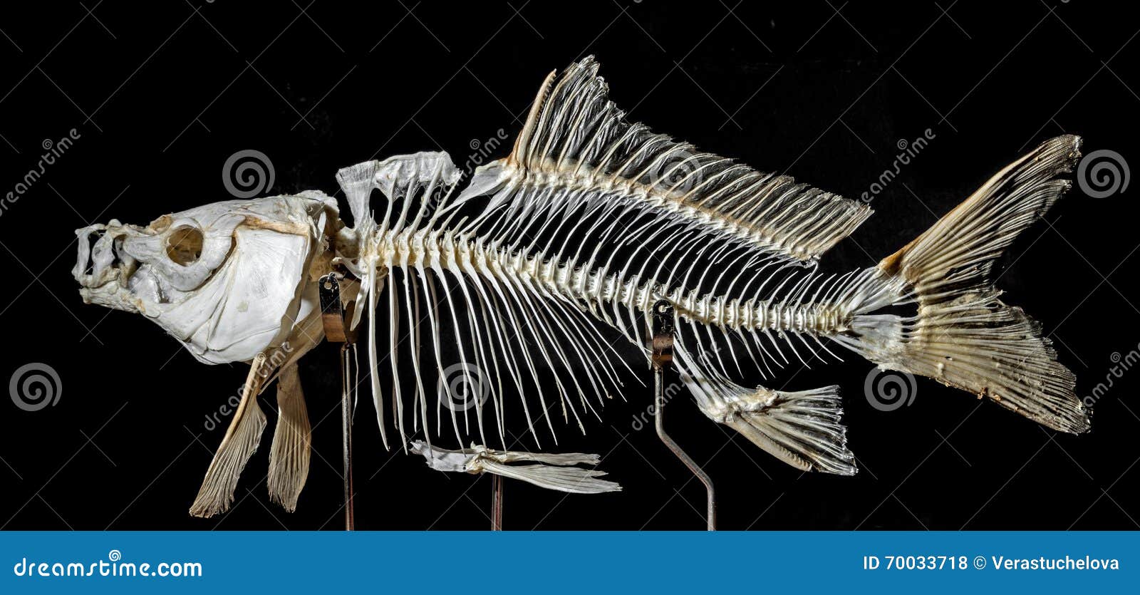 Carp stock photo. Image of death, fish, dark, carp, real - 70033718