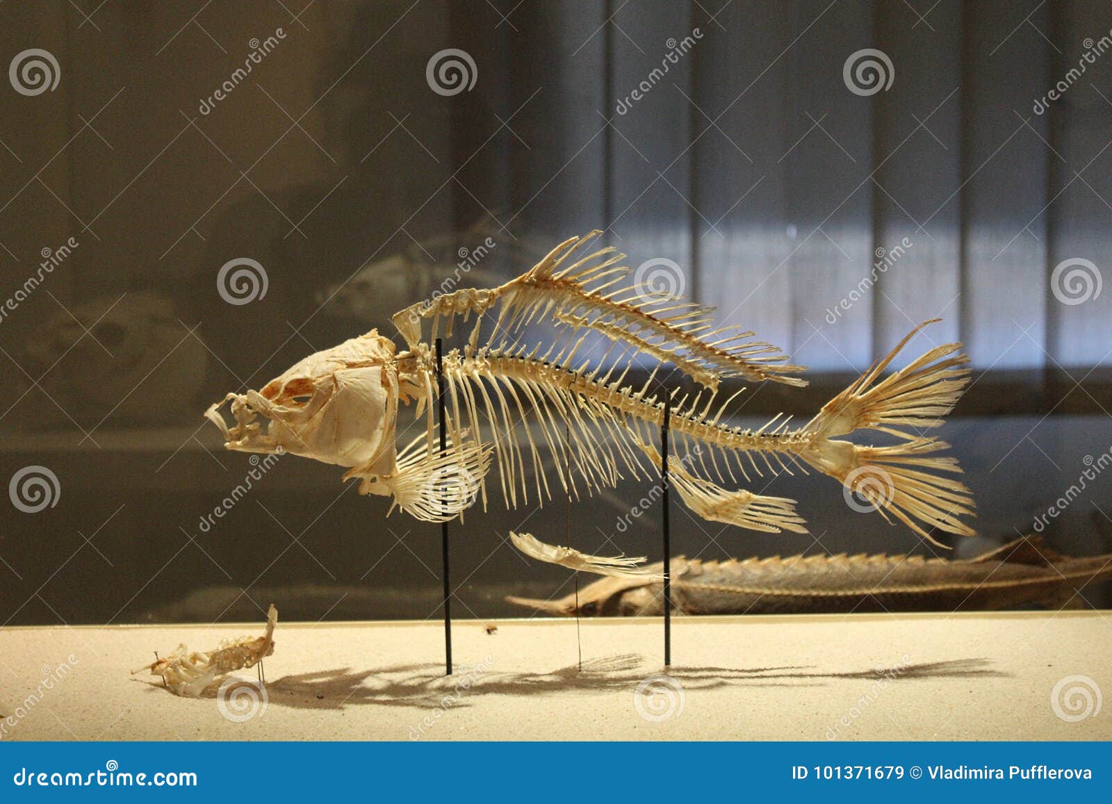 Fish Skeleton editorial stock image. Image of natural - 101371679