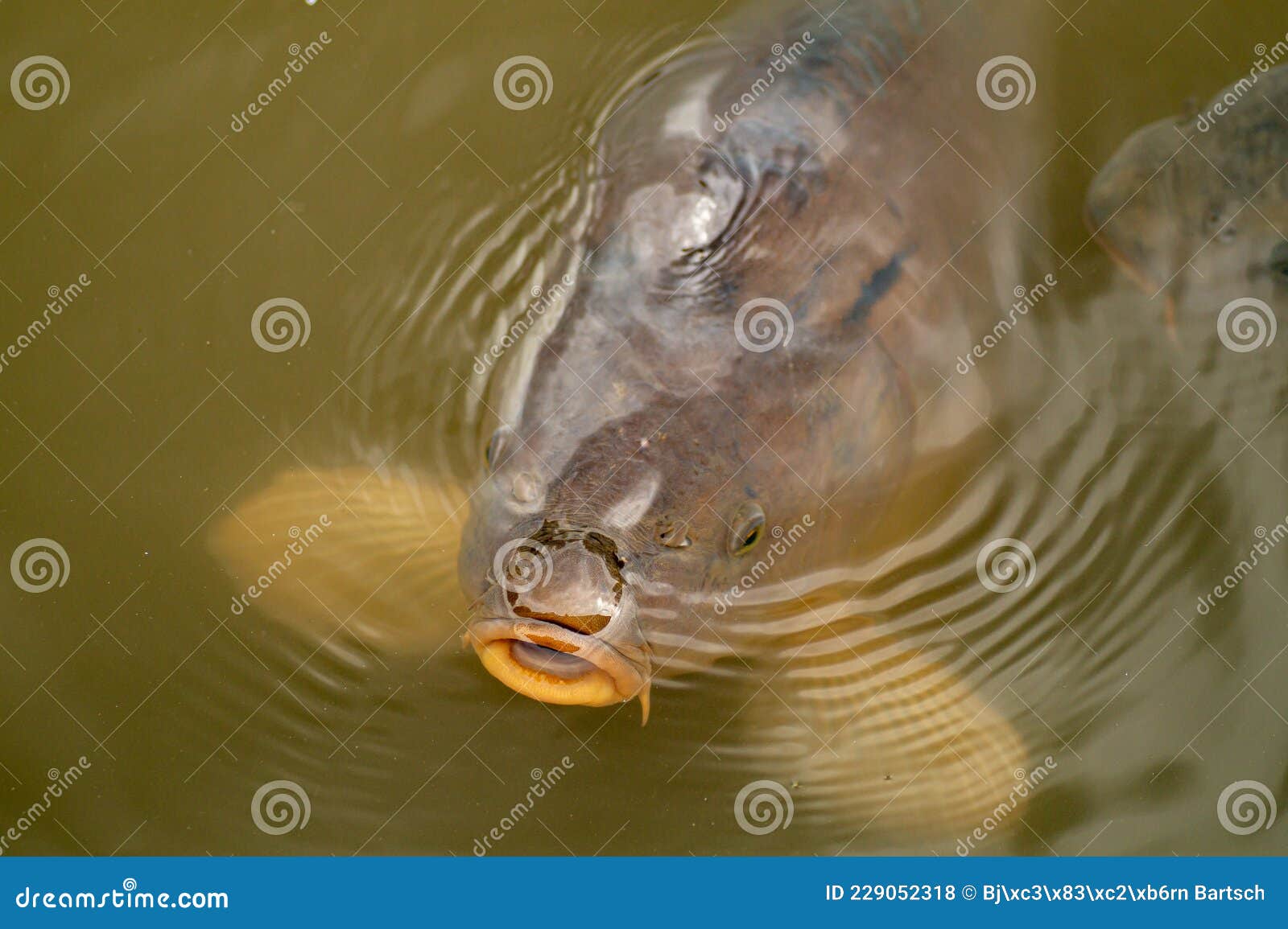Carp stock photo. Image of carbohydrate, nature, eurasia - 229052318