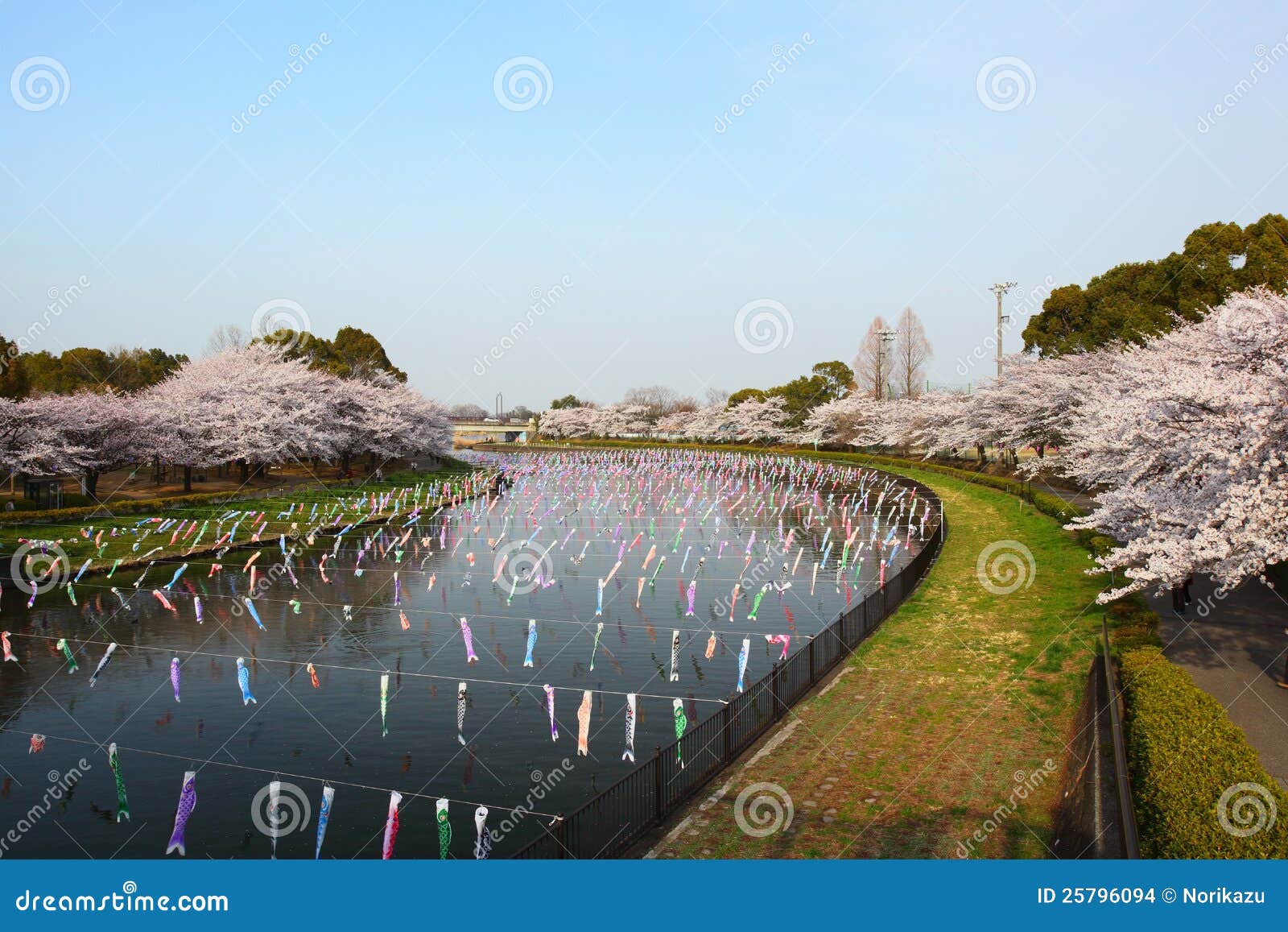 Carp Streamer and Cherry Tree Stock Photo - Image of blossoming ...