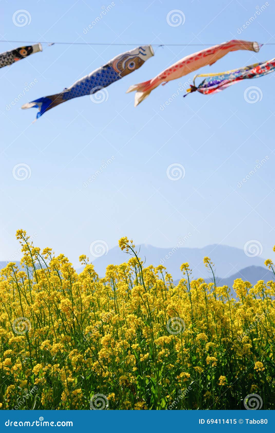 Carp Streamer and Mustard Flowers Stock Image - Image of children ...