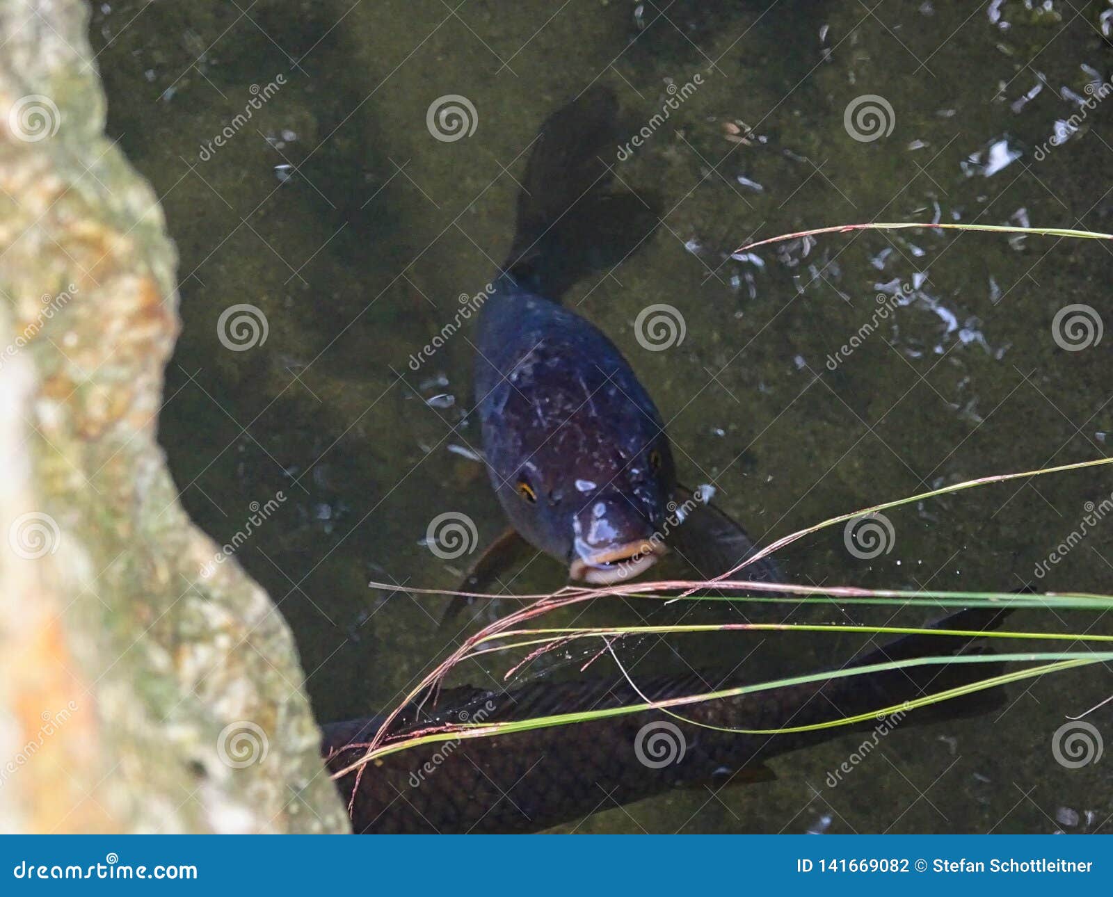 A carp on the surface stock photo. Image of outdoor - 141669082