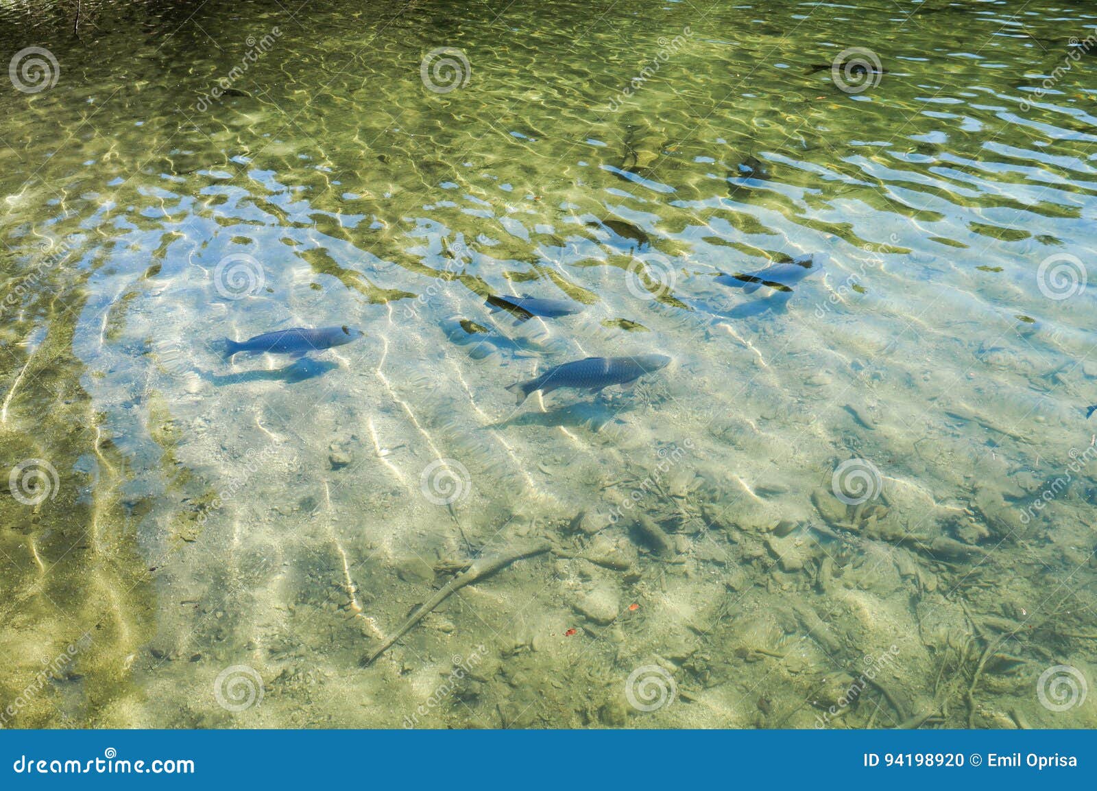 Carp in water stock photo. Image of bait, fauna, animals - 94198920