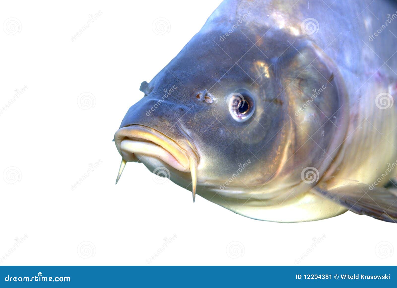 Carp on white background stock image. Image of fillet - 12204381