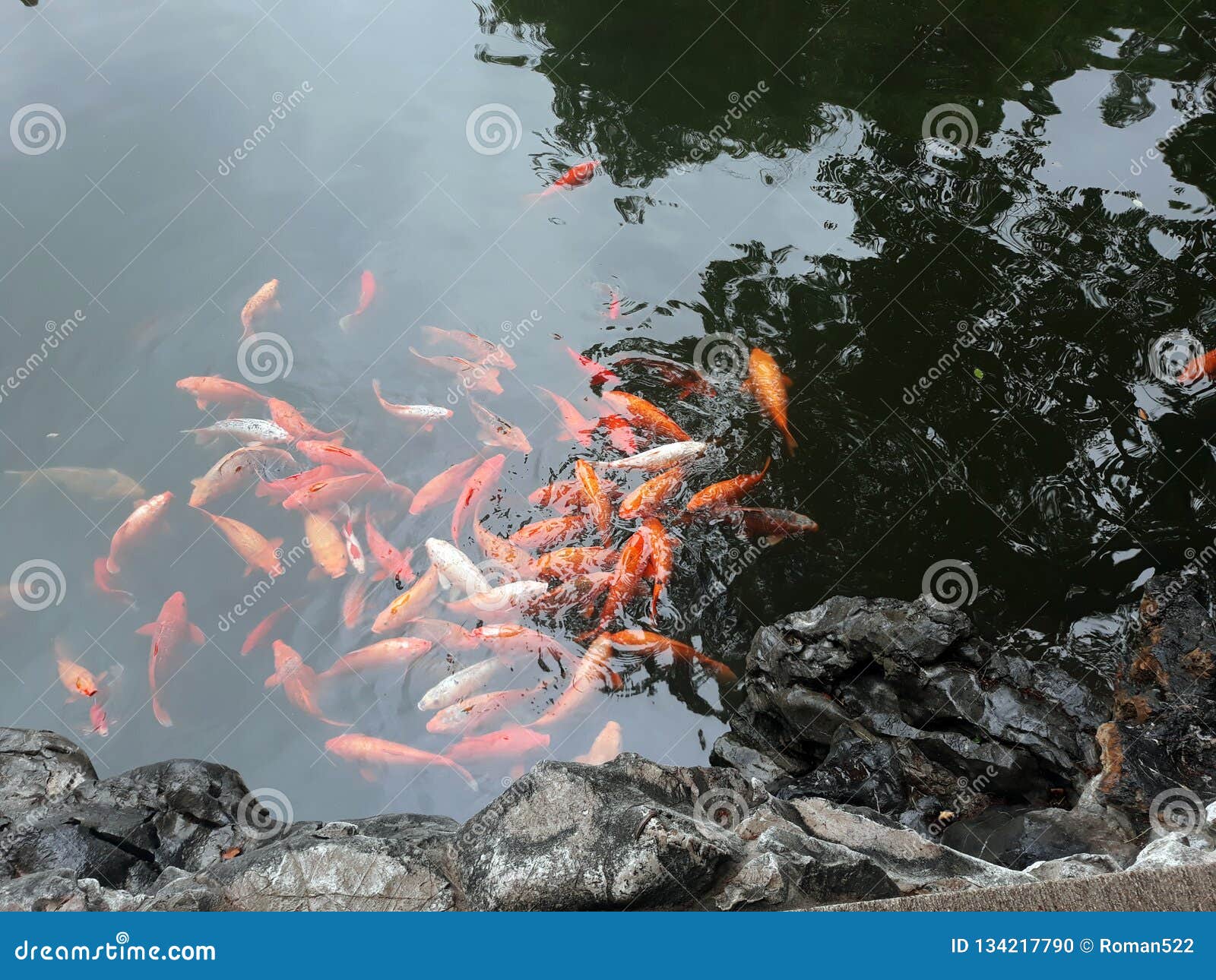 Carpa chinesa em uma lagoa foto de stock. Imagem de rebanho - 134217790